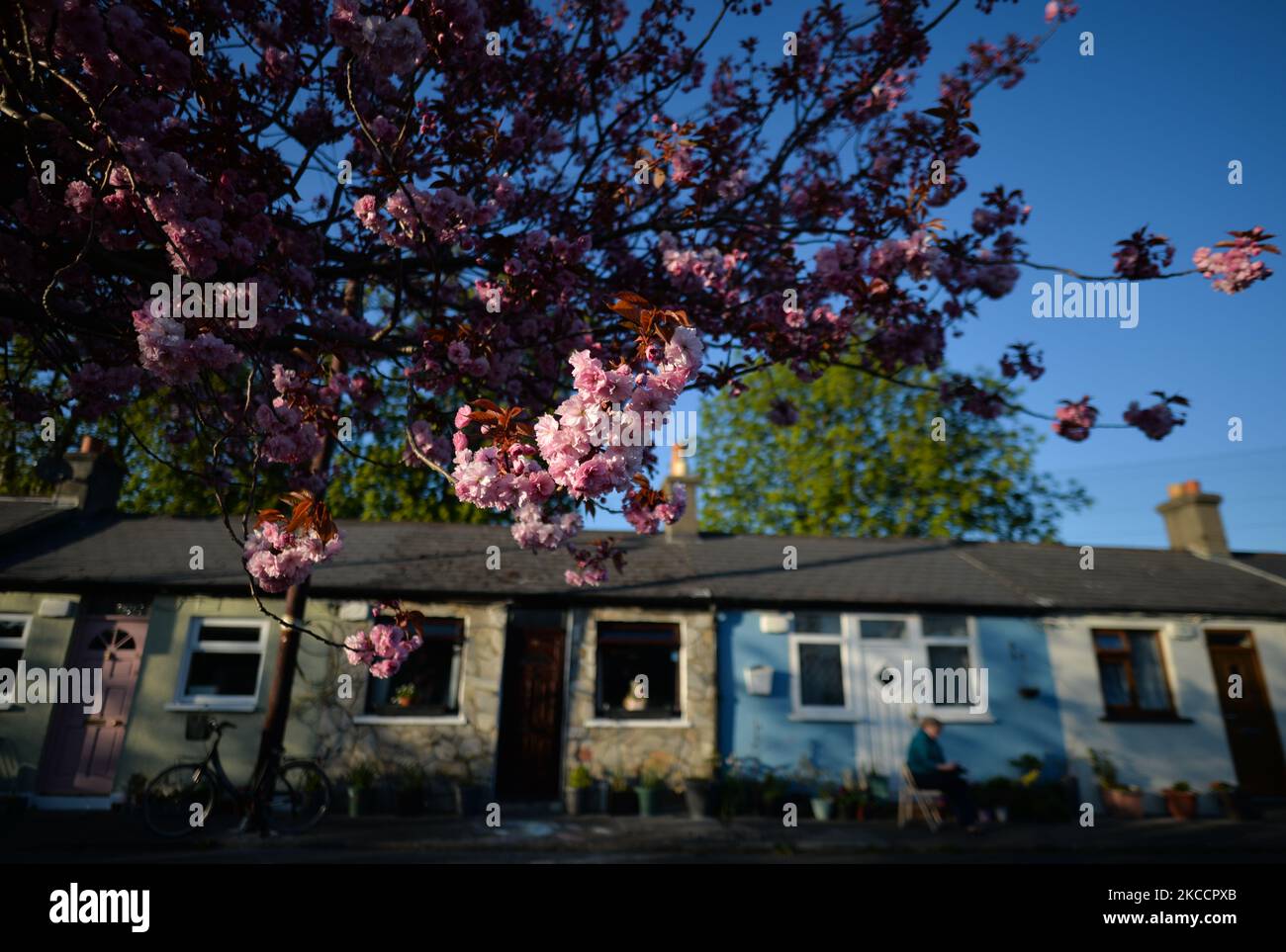 A blooming tree in Dublin during the COVID-19 lockdown. On Wednesday ...