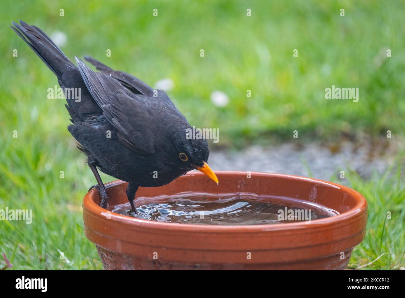 A 12 blackbird hi-res stock photography and images - Alamy