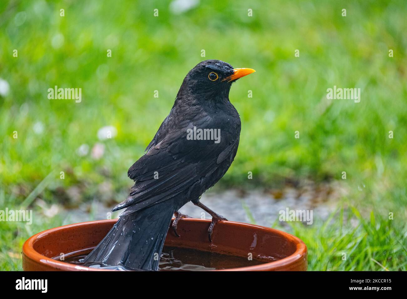 A blackbird washes itself in a pot filled with water in a garden in ...