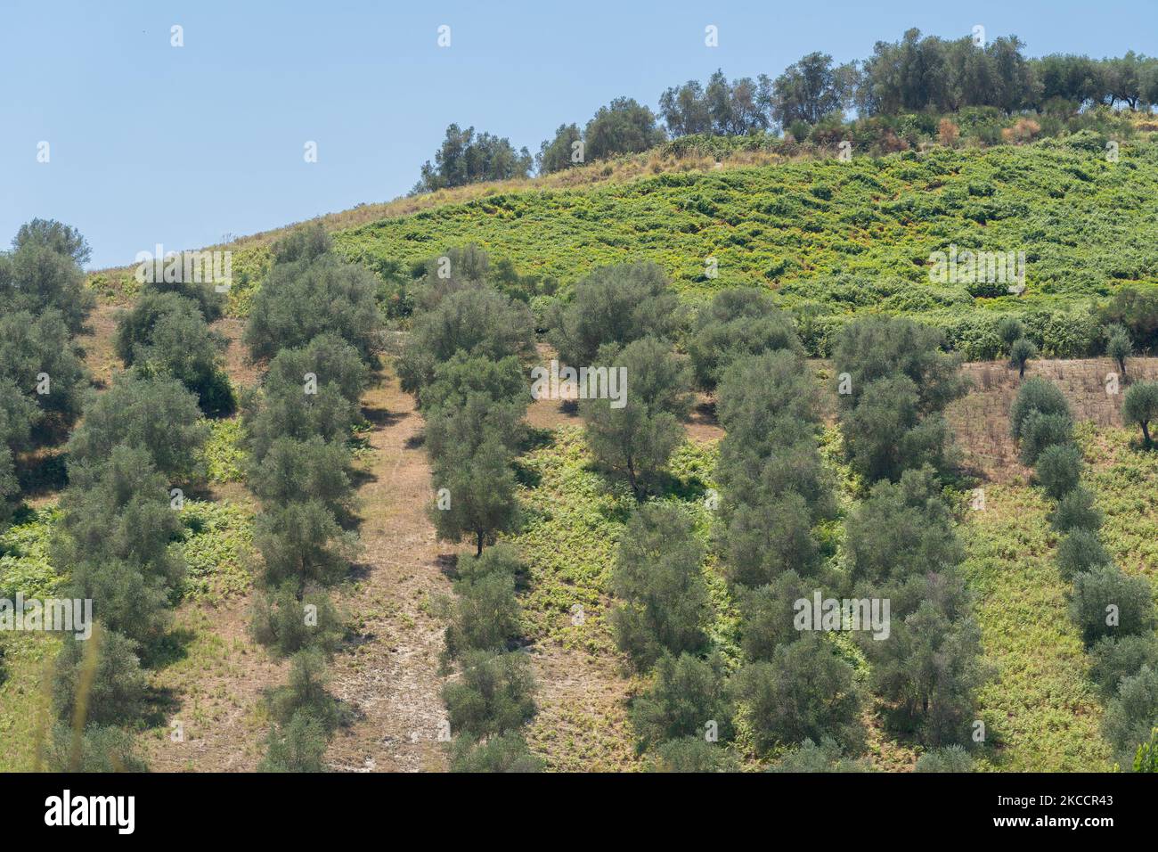 Green olive trees farmland, agricultural landscape with olives plant ...