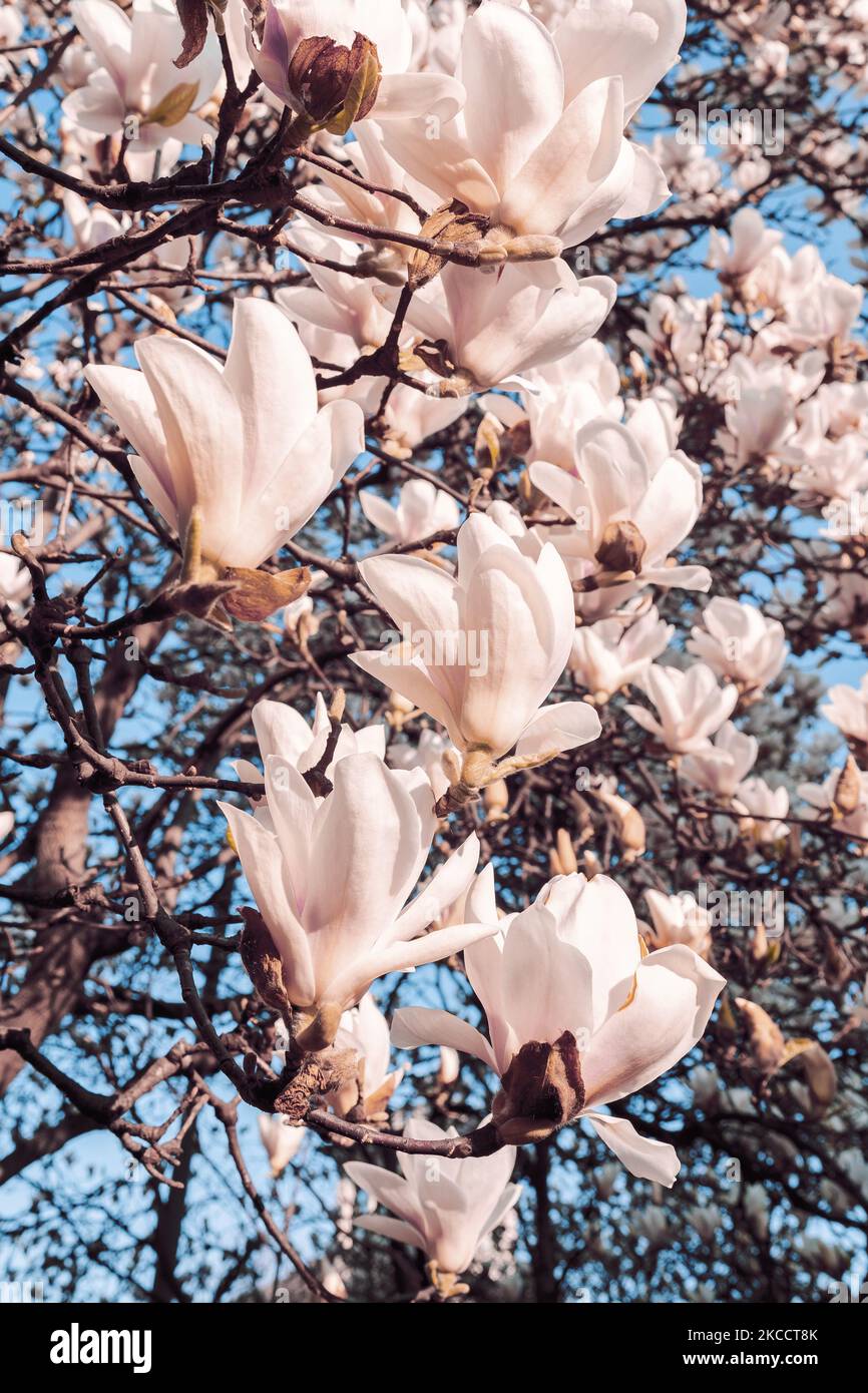 Beautiful magnolia tree blossoms in springtime. Jentle white magnolia ...