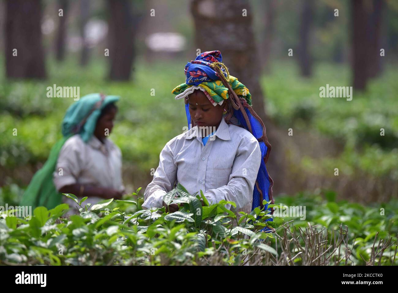 Tea plantation worker picks tea leaves at Kondoli tea garden in Nagaon ...