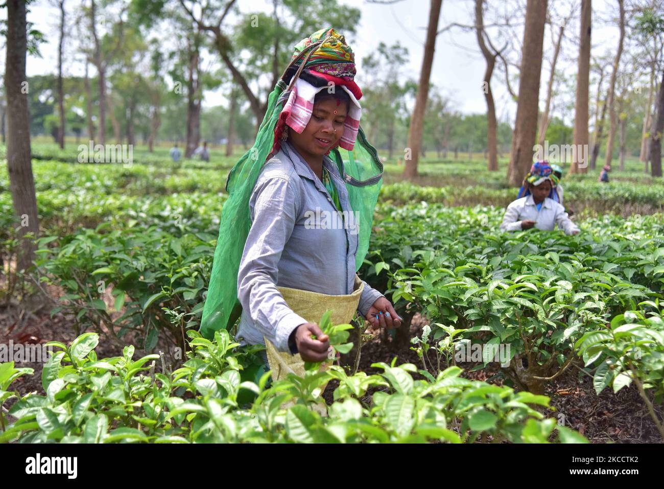 Tea plantation worker picks tea leaves at Kondoli tea garden in Nagaon ...