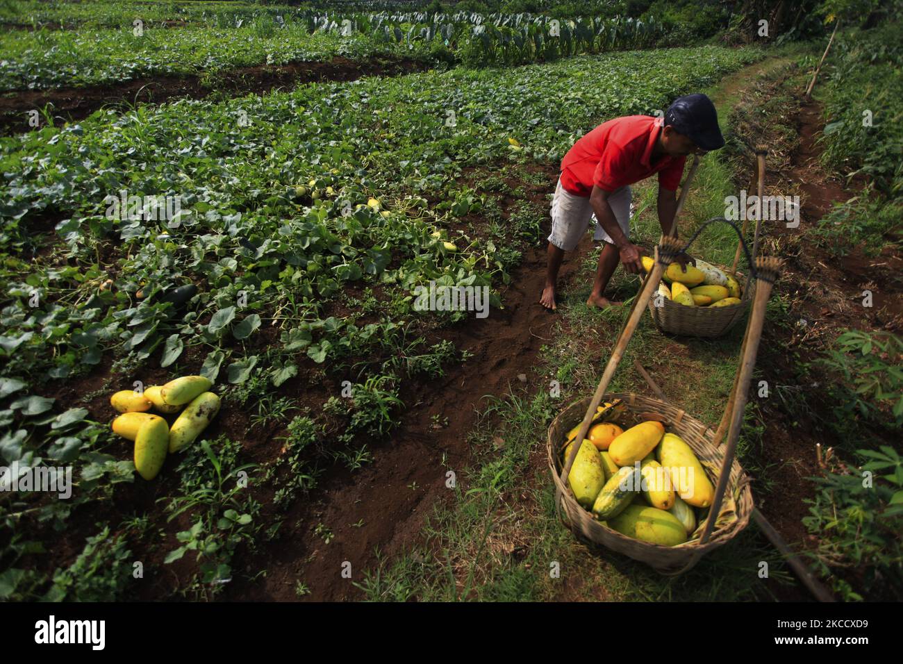 A farmer harvest a yellow cucumber also called timun suri from his plot ...
