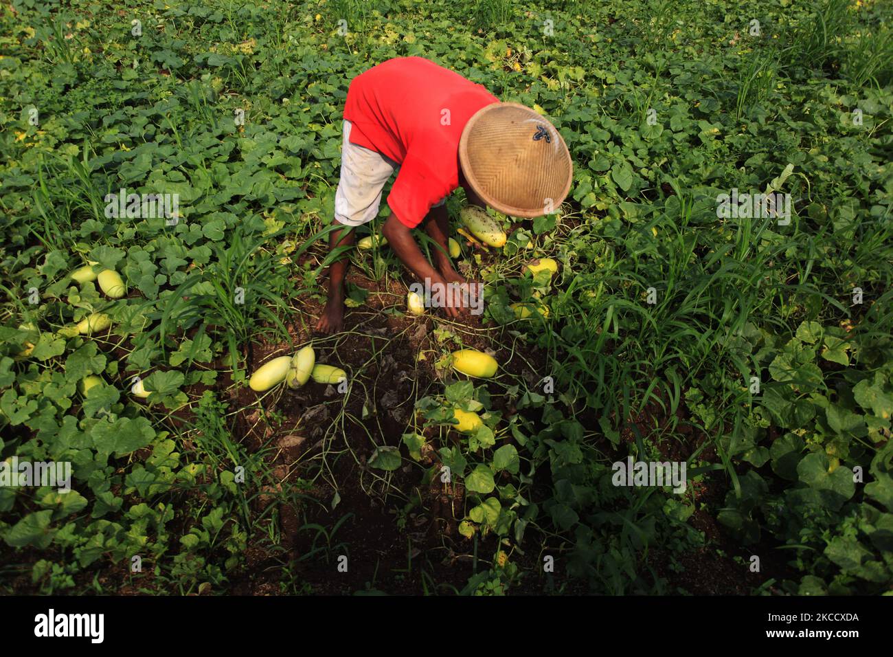 A farmer picks a yellow cucumber also called timun suri from his plot ...