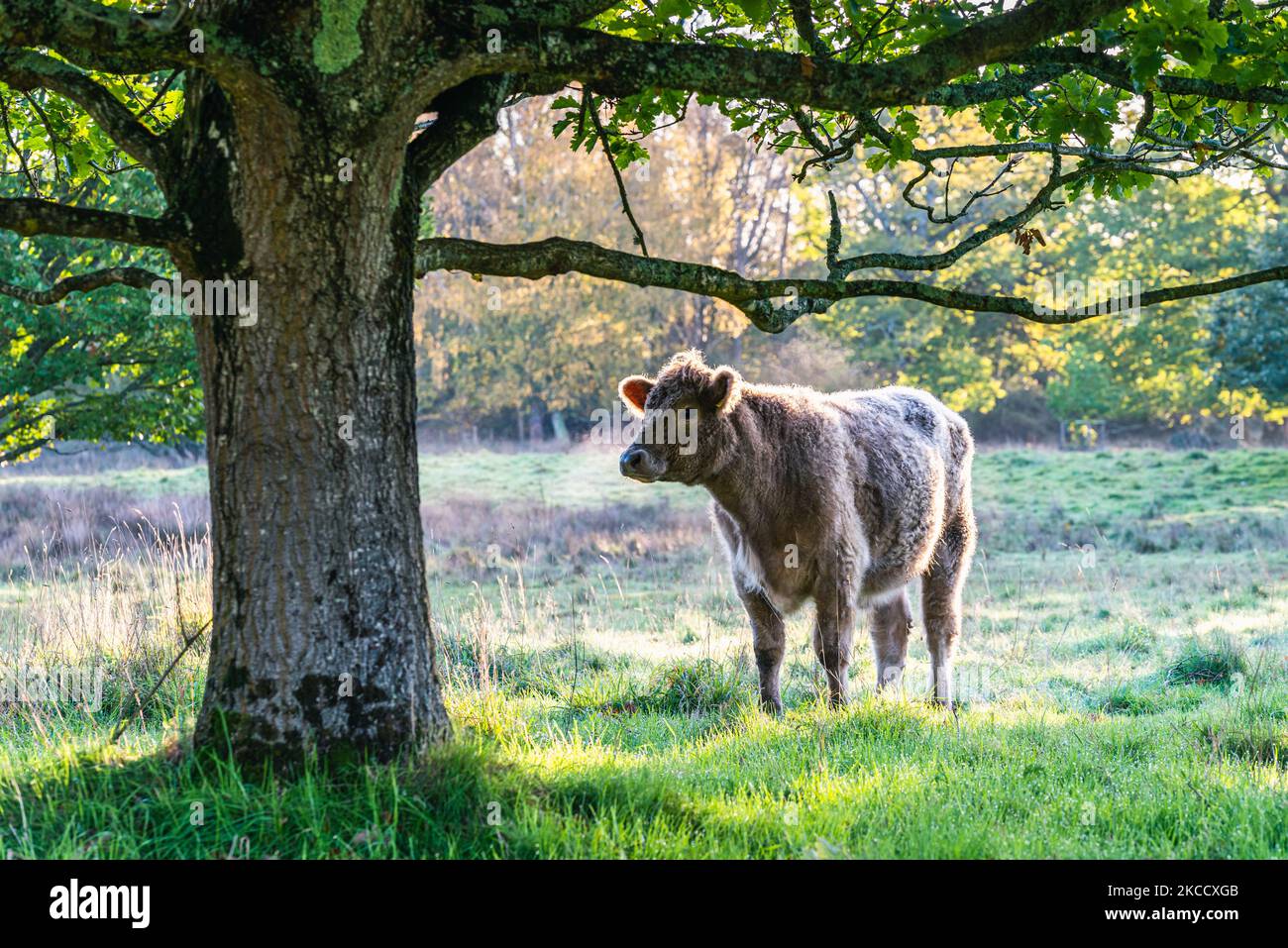 Bulls and Cows on Devon Farms, English Village, England, Europe Stock ...
