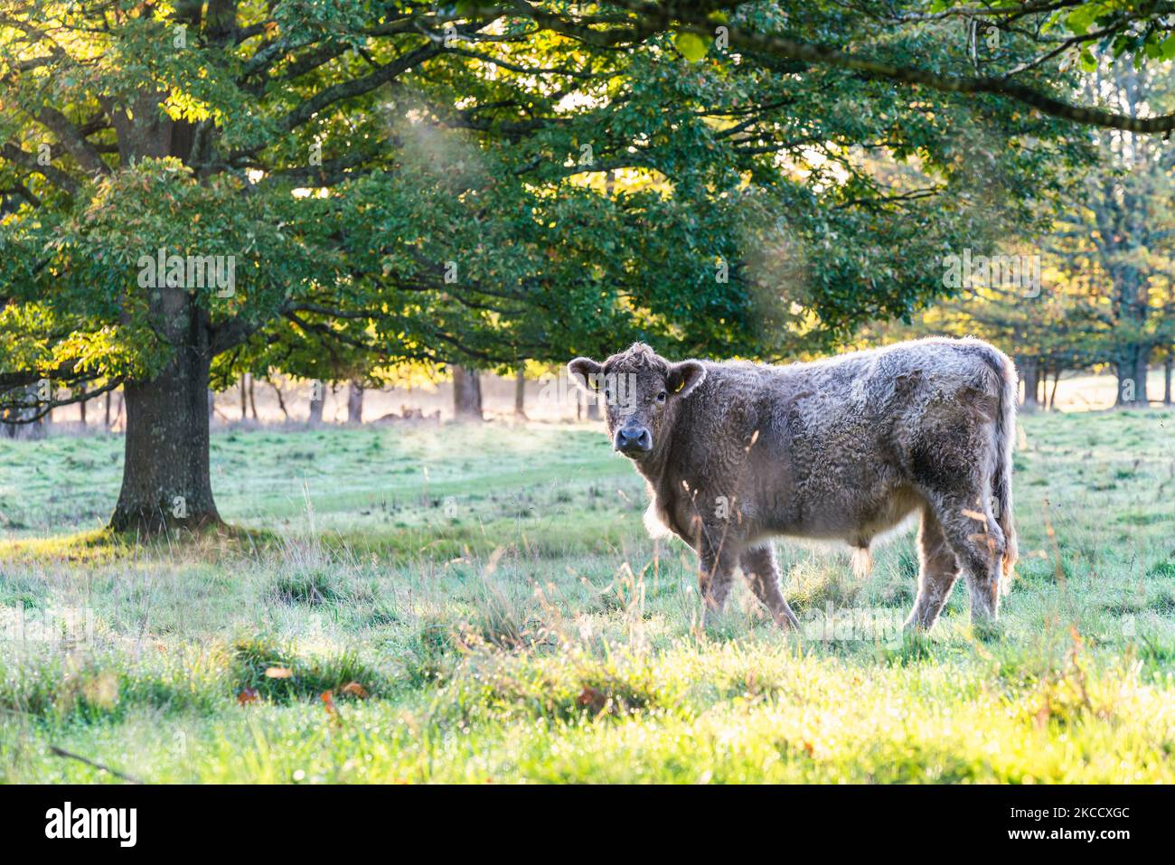 Bulls and Cows on Devon Farms, English Village, England, Europe Stock ...