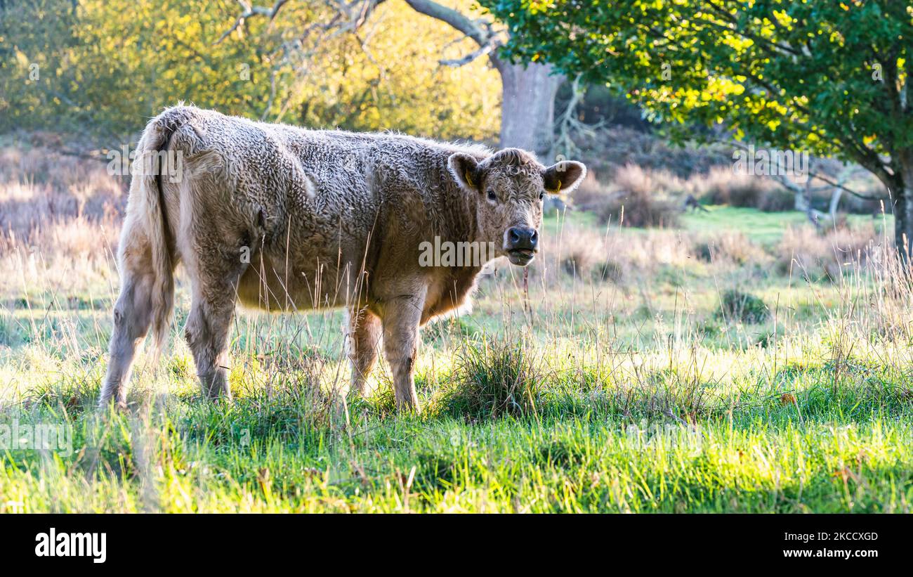 Bulls and Cows on Devon Farms, English Village, England, Europe Stock ...