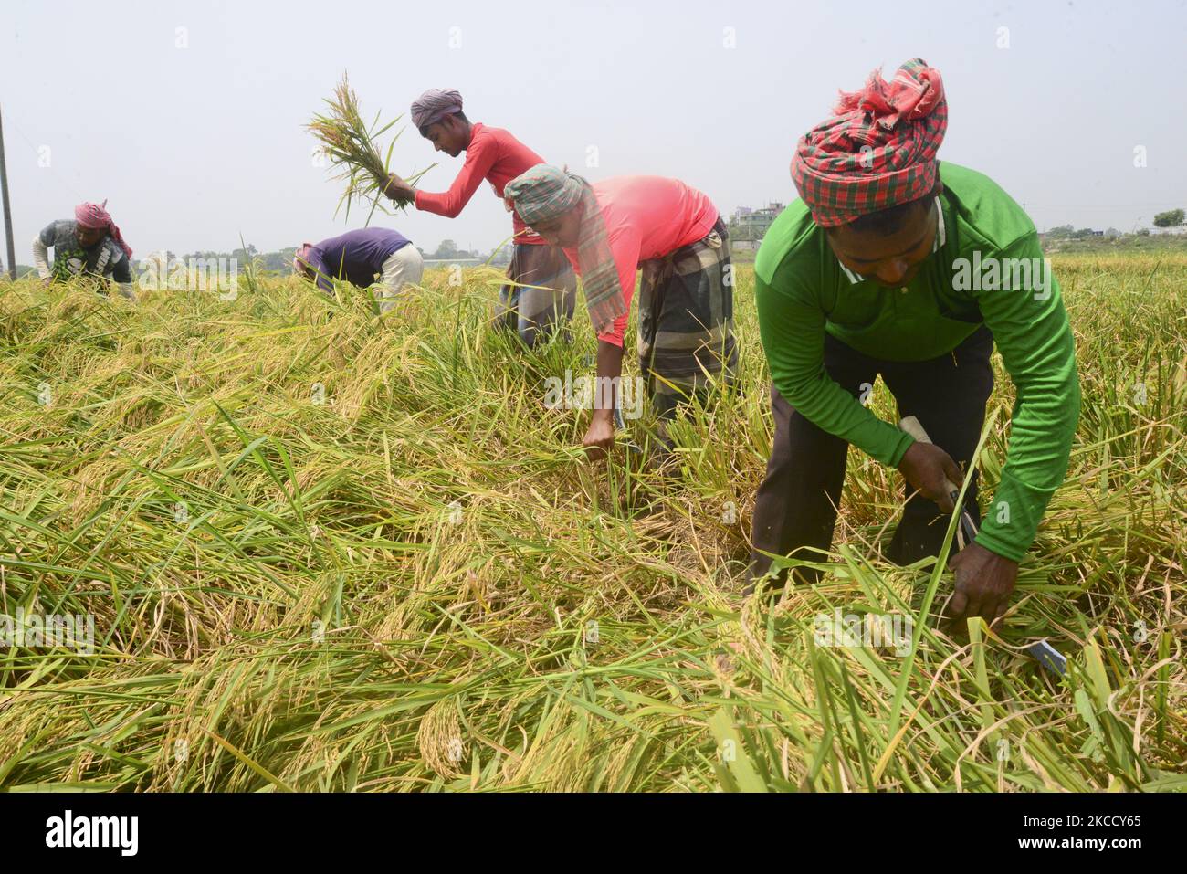 Farmers harvest rice in a field during harvesting season in Dhaka ...