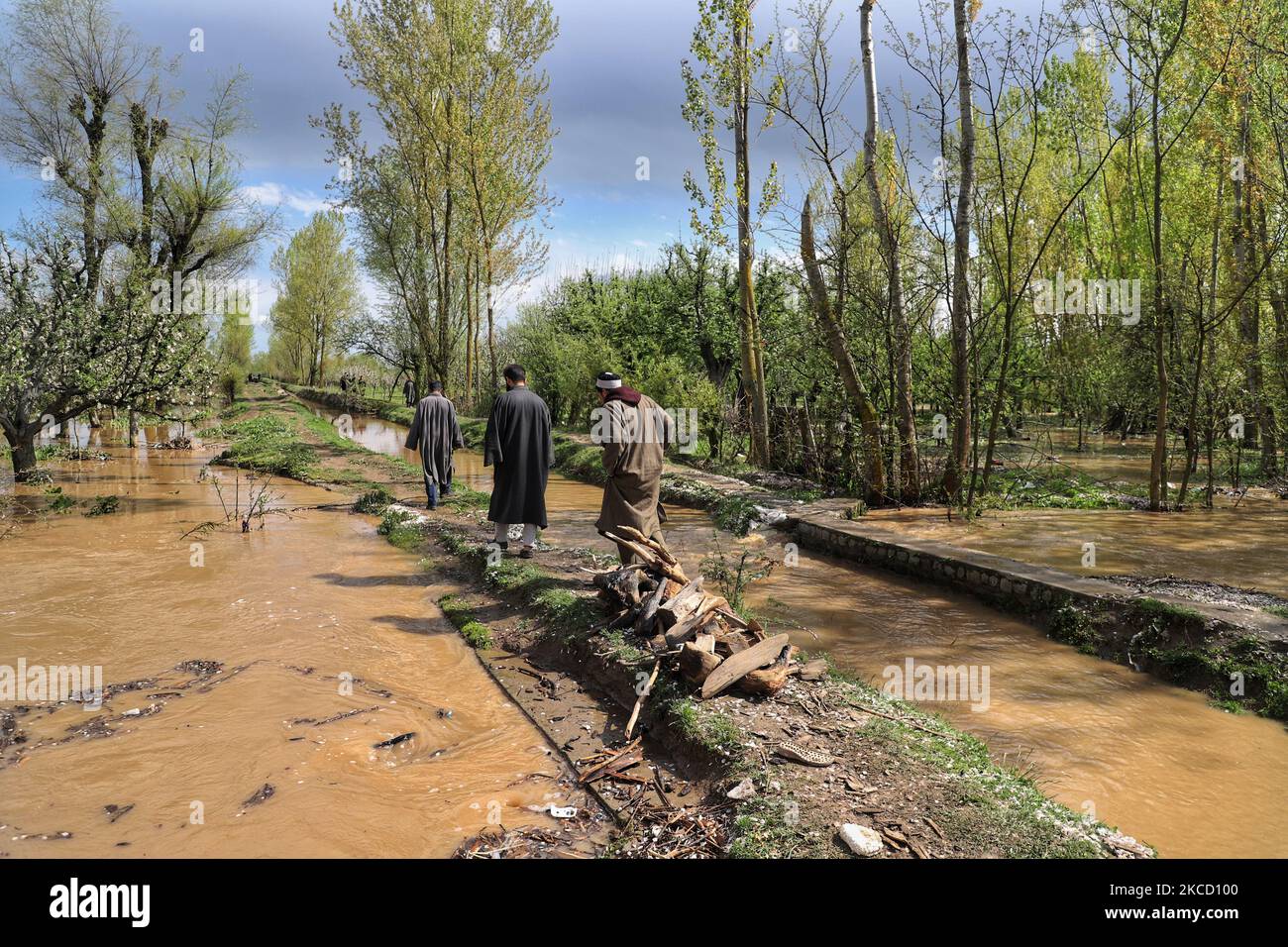 View of Damaged Apple orchards due to flash floods caused by continuous ...