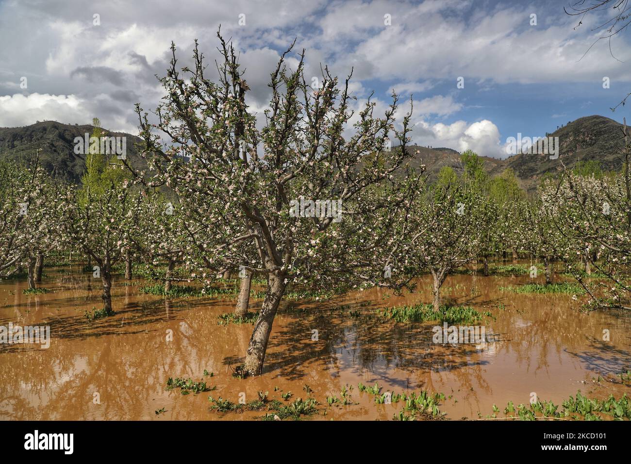 View of Damaged Apple orchards due to flash floods caused by continuous ...