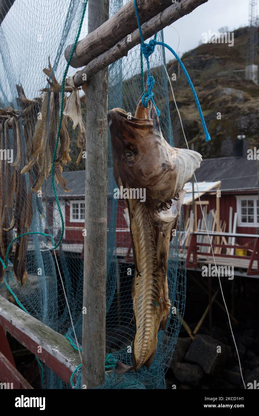 Stockfish hanging in Nusfjord which is a tiny and pictoresque fishing ...