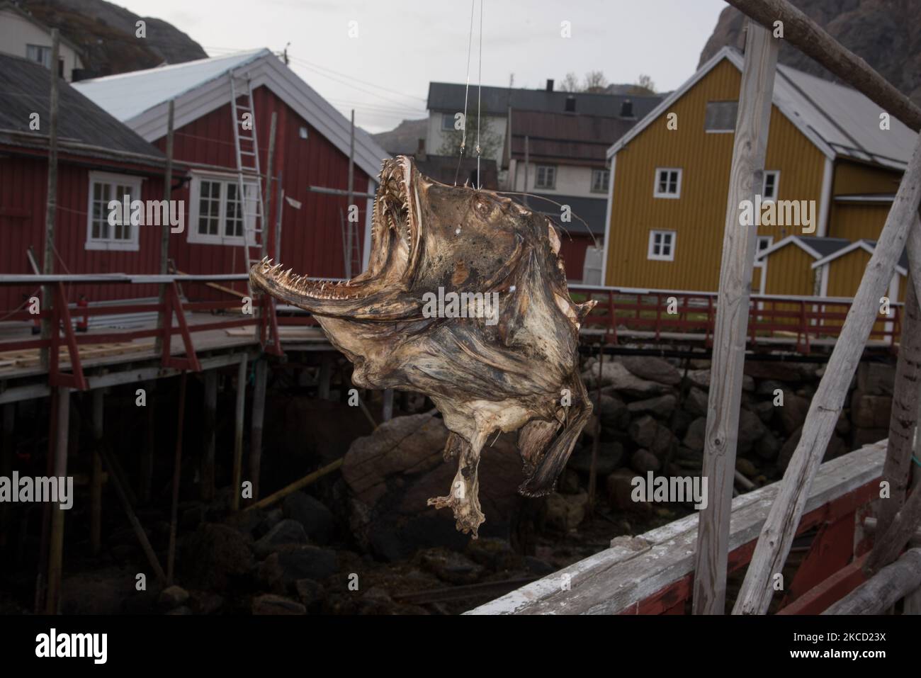 Stockfish hanging in Nusfjord which is a tiny and pictoresque fishing ...