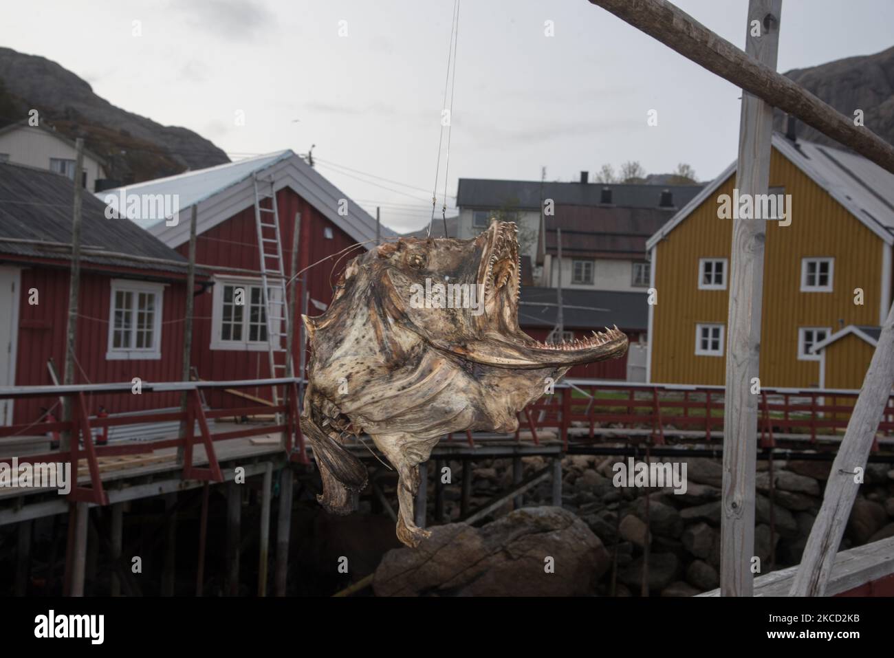 Kabeljau norwegen hi-res stock photography and images - Alamy