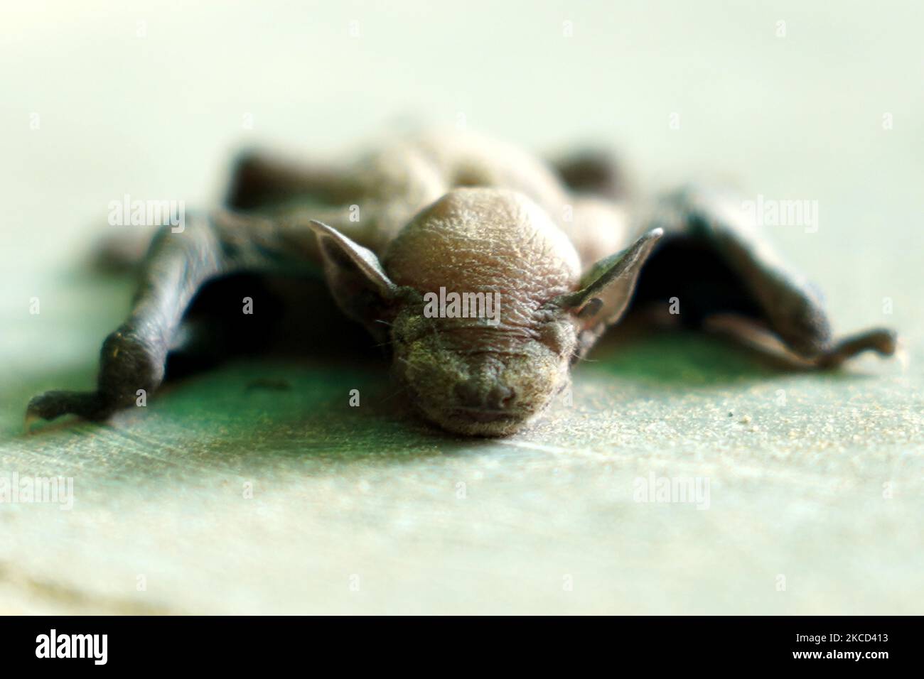 Baby flying foxes hi-res stock photography and images - Alamy