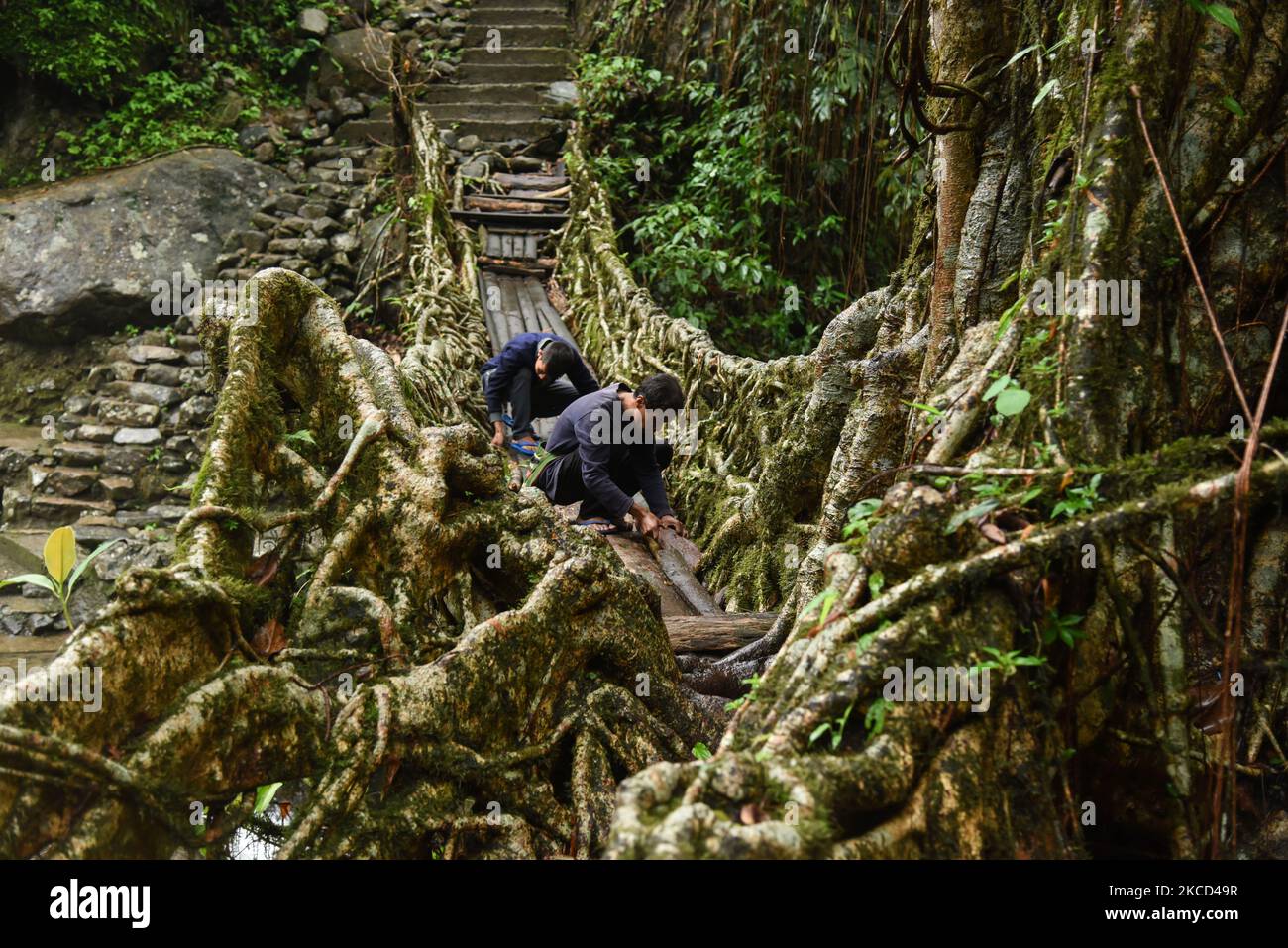 Villagers busy in maintanance work of the Bouble decker living root ...