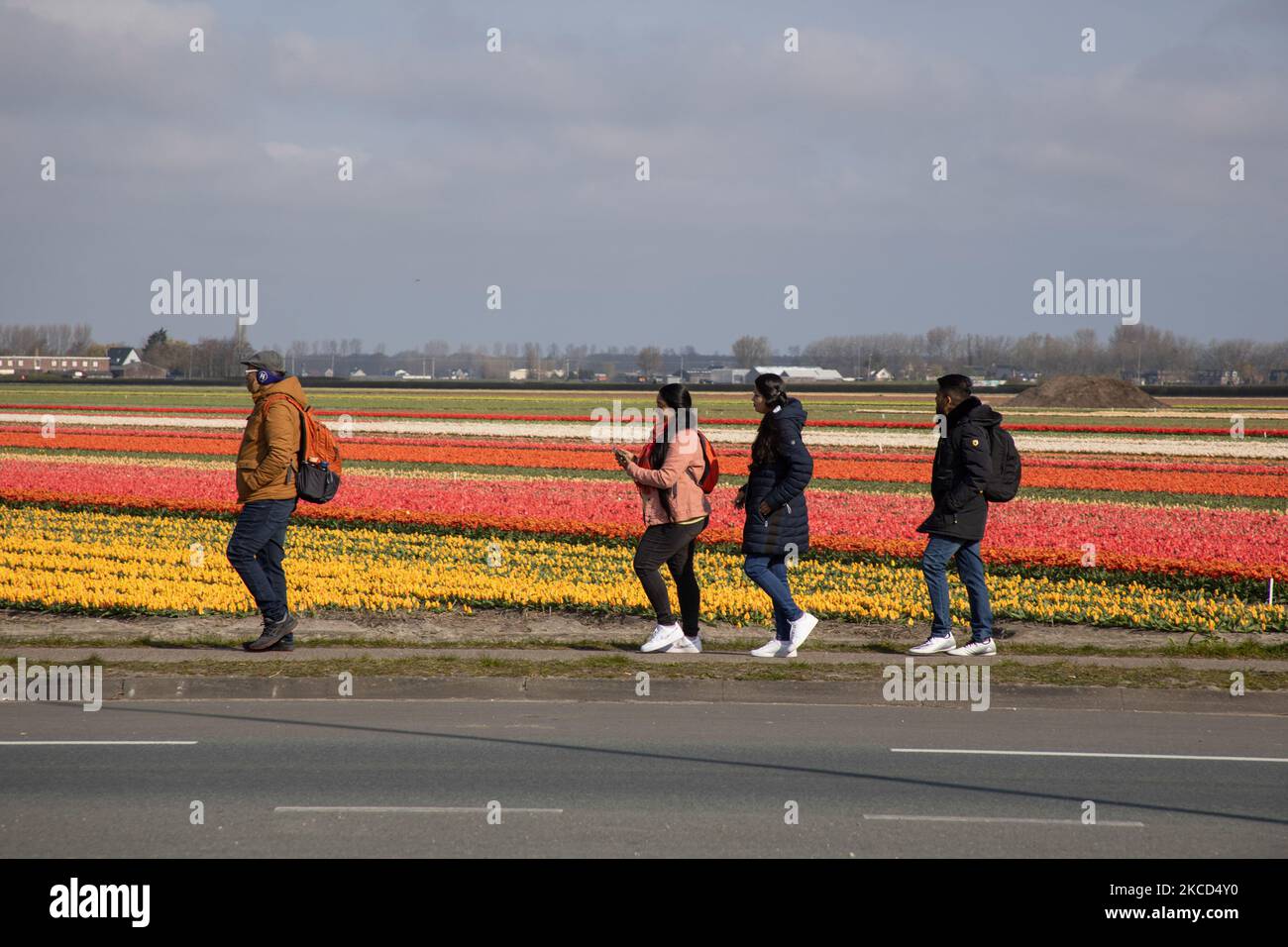 Tourists walking next to the beautiful tulip fields. Magic Dutch spring ...