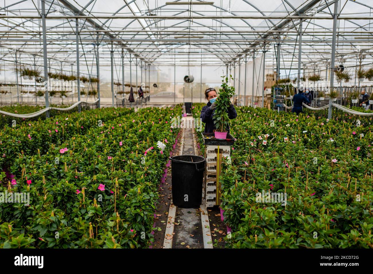 A worker at work in a company that produces and sells plants, in ...