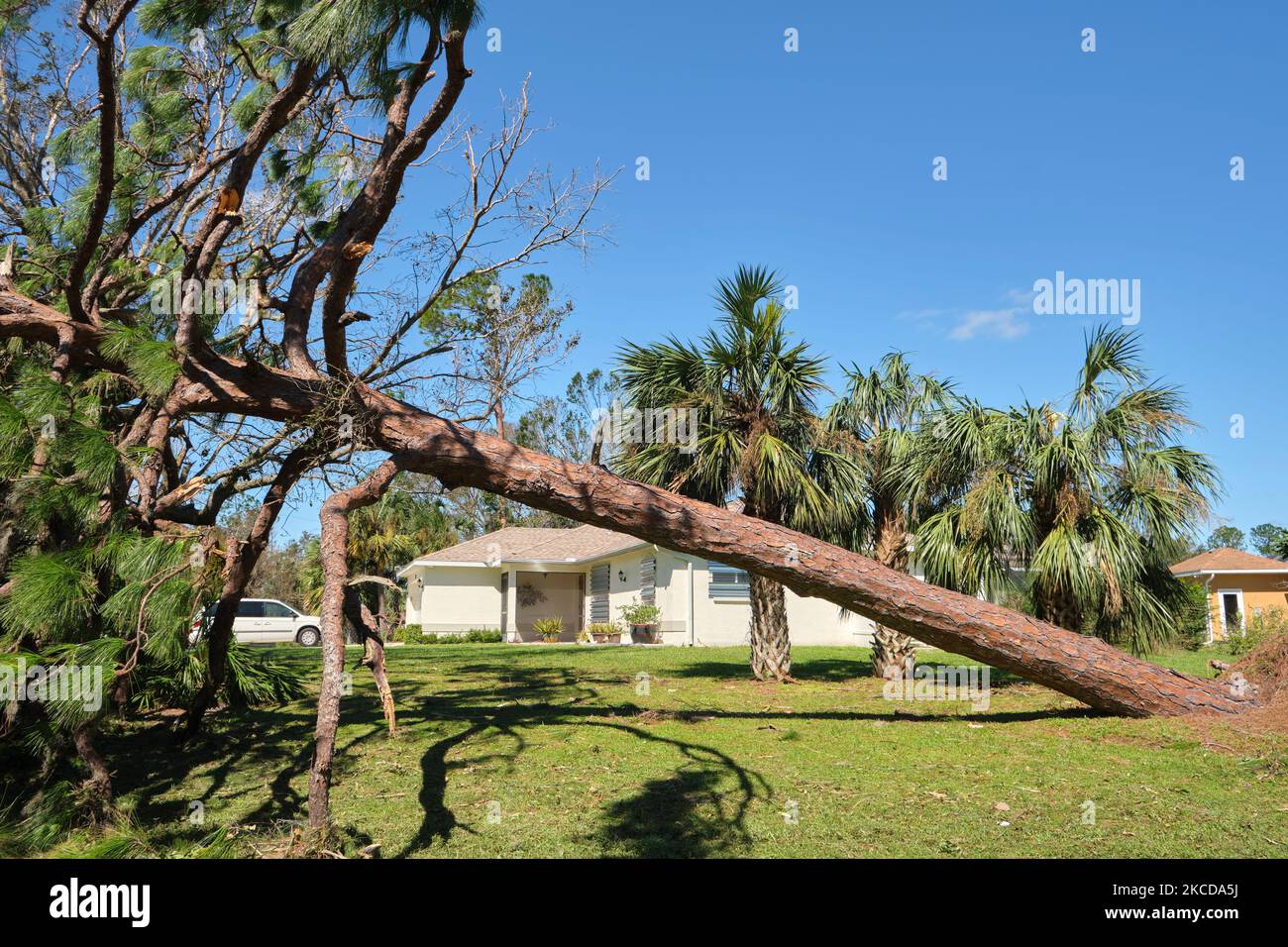 Fallen down big tree after hurricane Ian in Florida. Consequences of ...