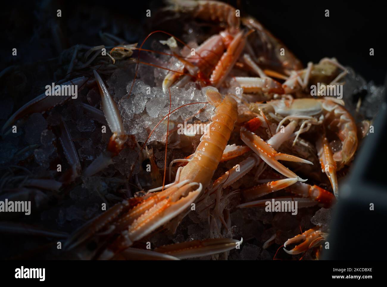 Freshly caught prawns seen at Saturday's Fish Market at Bunowen Harbor ...