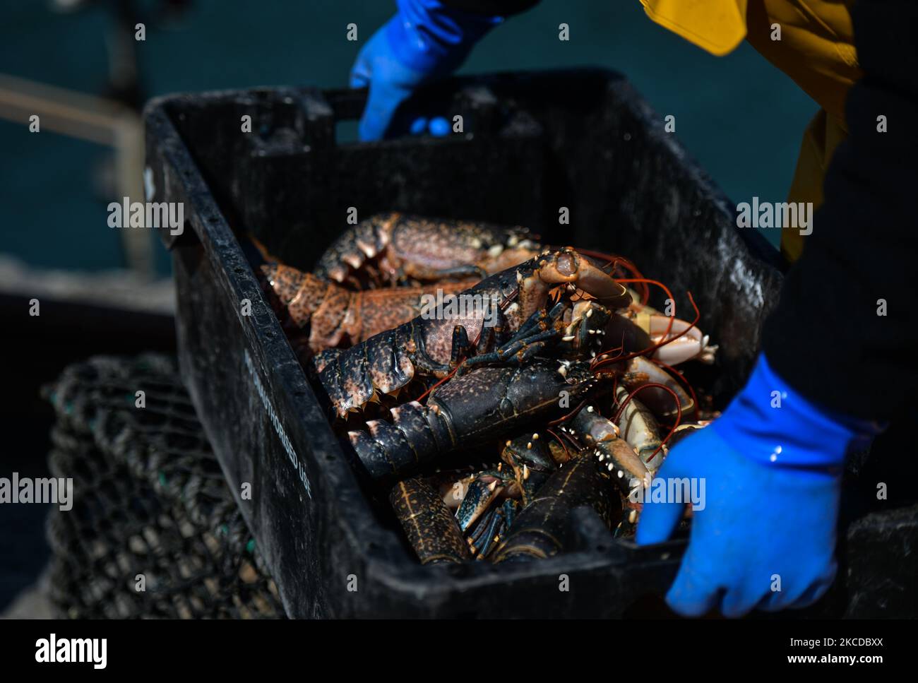 Lobster in a box hi-res stock photography and images - Alamy