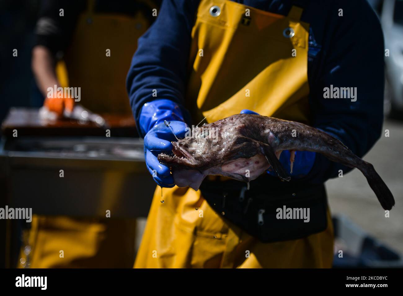 Live monkfish hi-res stock photography and images - Alamy