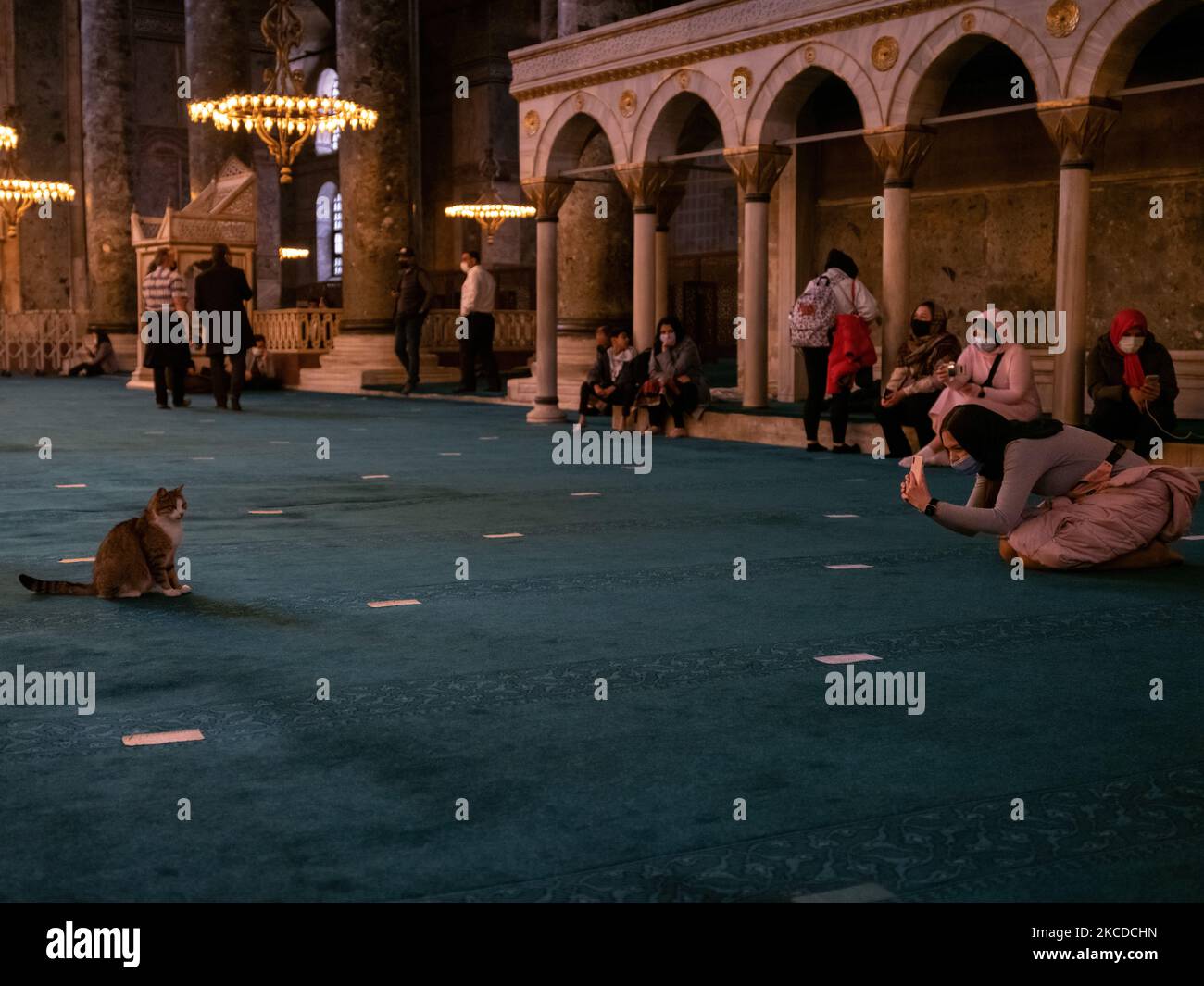 The cats in the Hagia Sophia Grand Mosque in Istanbul, Turkey attract ...