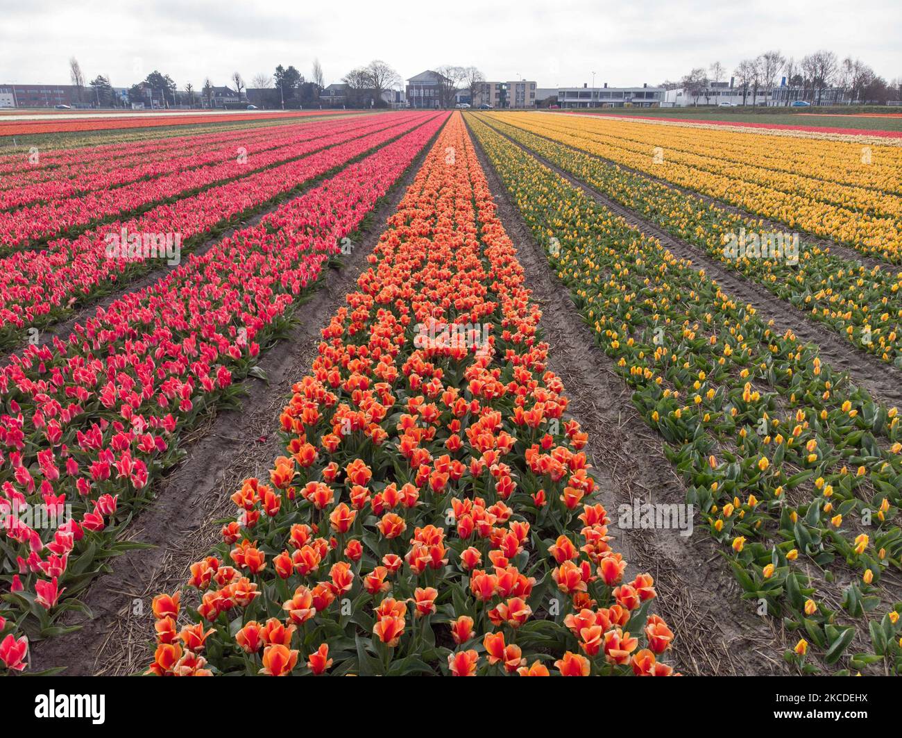 Panoramic aerial view from a drone of the magical colorful Dutch tulip ...