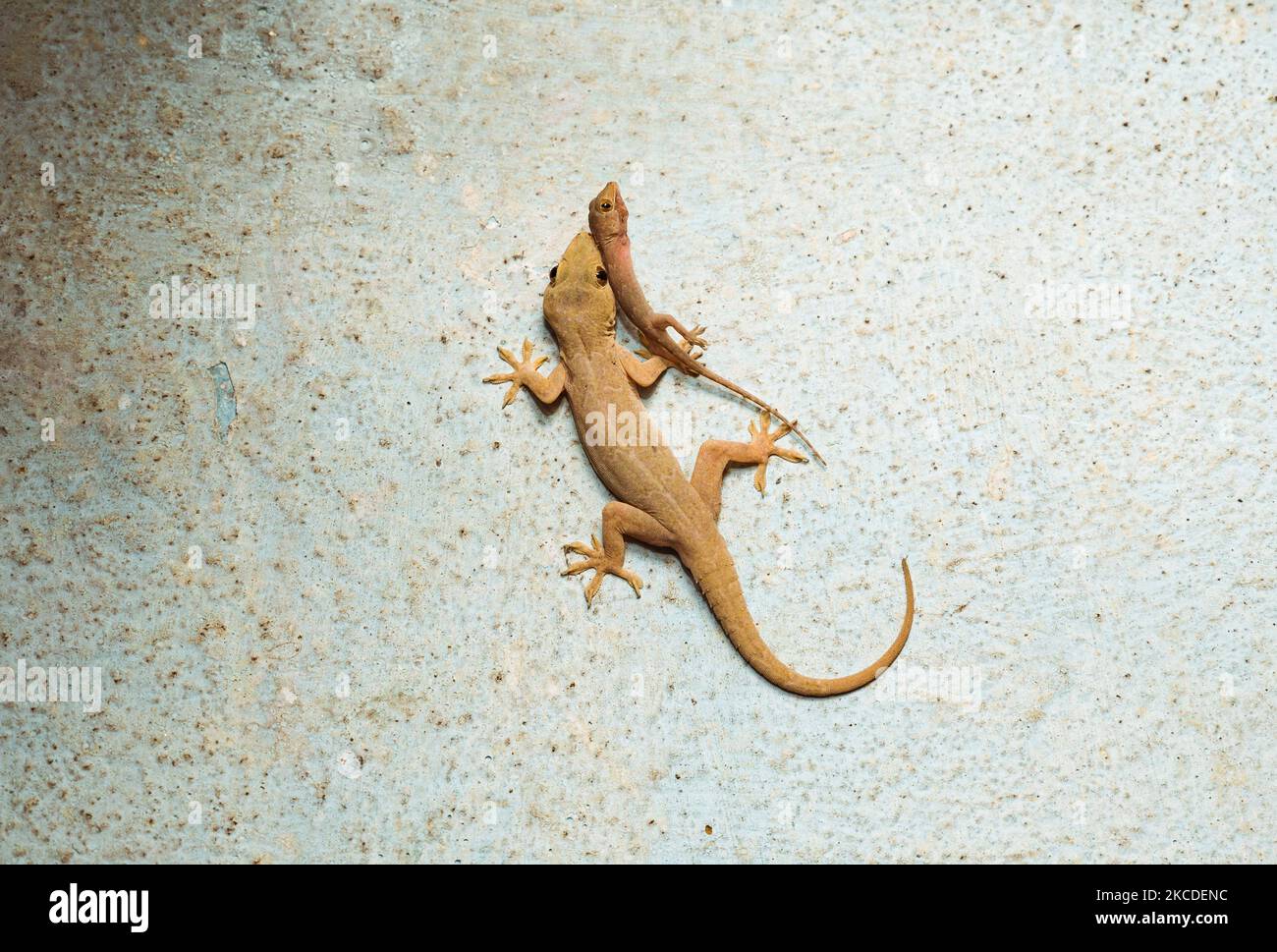 Hemidactylus species hi-res stock photography and images - Alamy