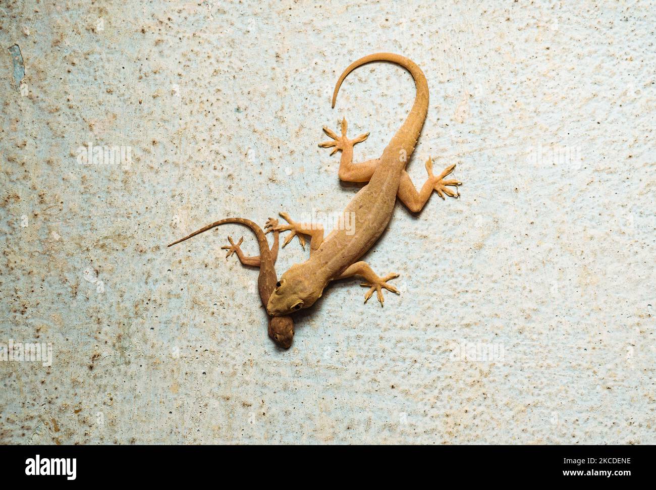 An Asian house gecko (Hemidactylus frenatus) also known as the common ...