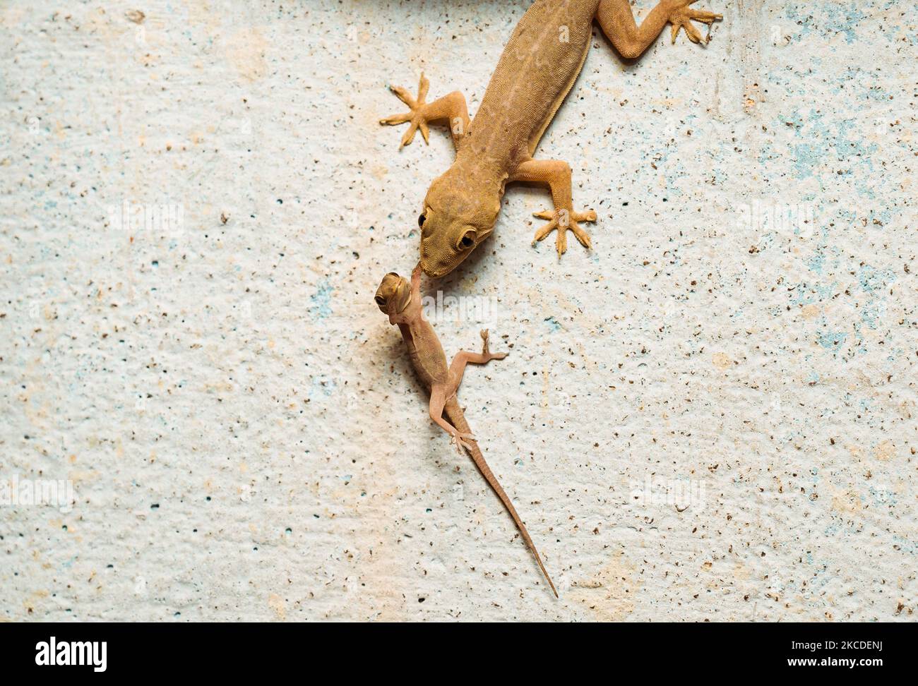 An Asian house gecko (Hemidactylus frenatus) also known as the common ...