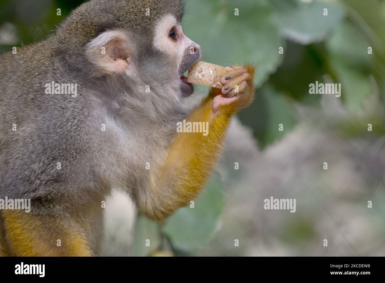 Little monkey eating a small piece of food in a tree on a branch as ...