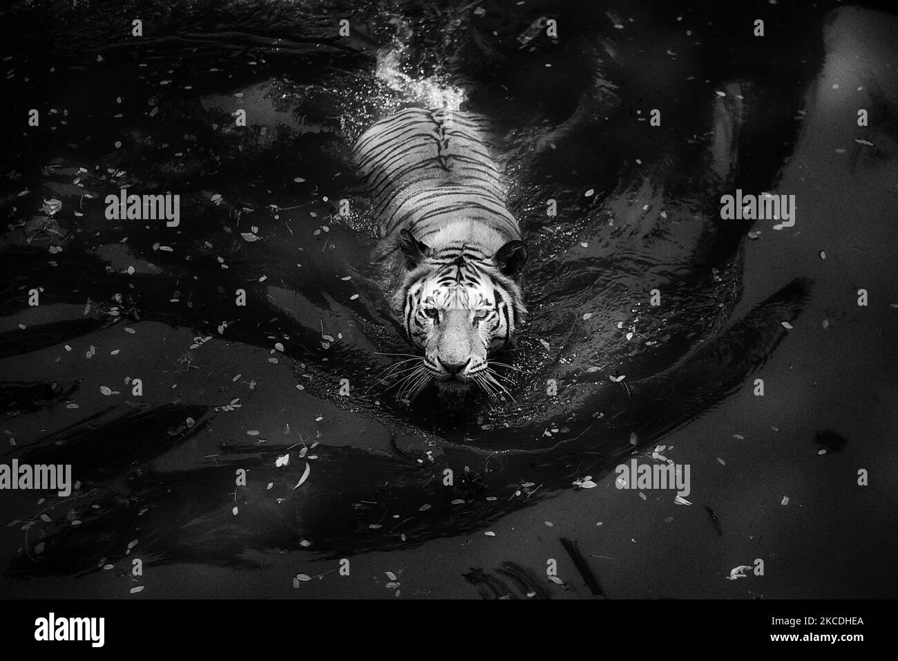 Reacts Black and White Stock Photos & Images - Alamy