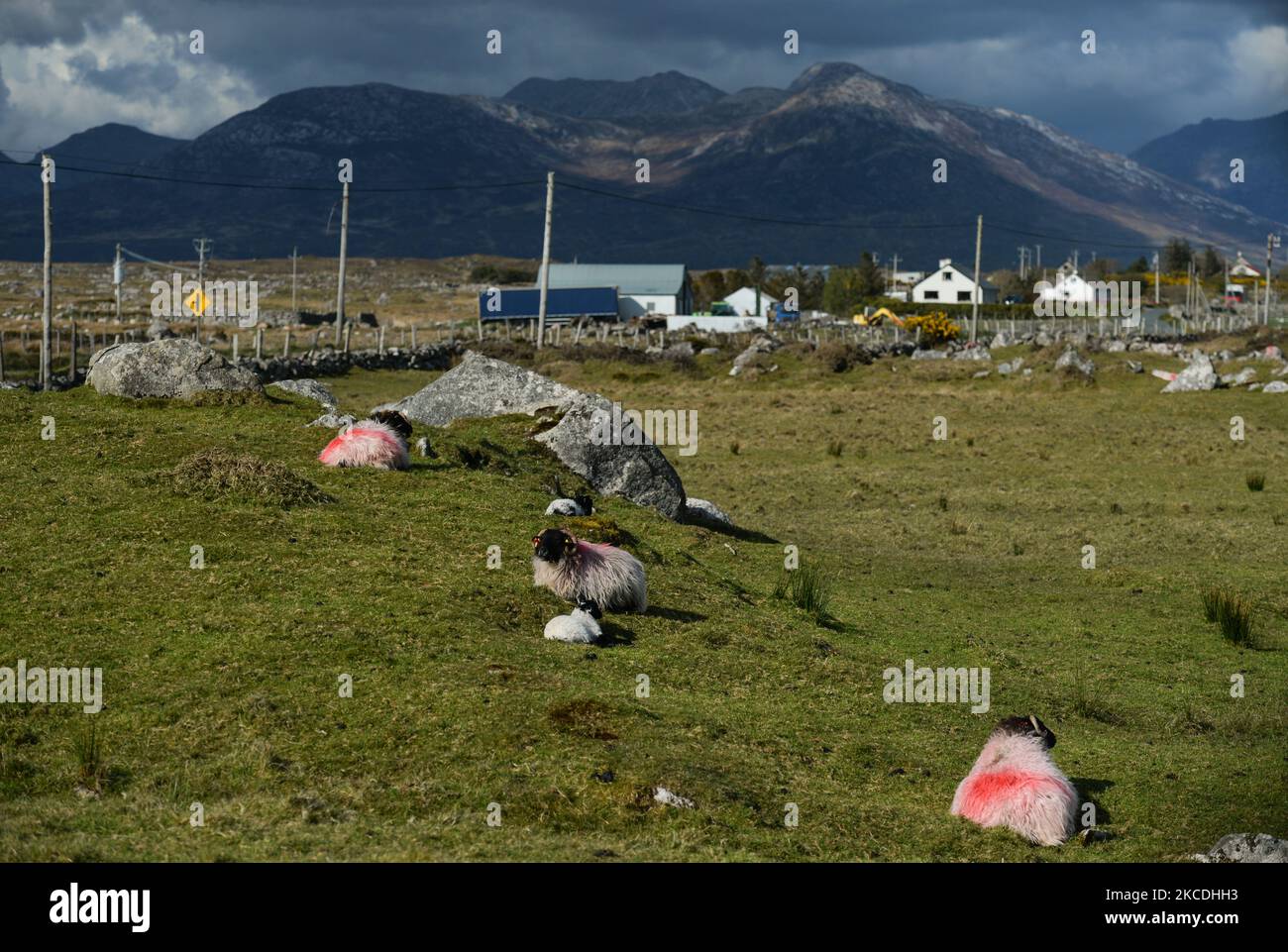 A field with sheep and lambs seen near the bridge to Inishnee, during ...