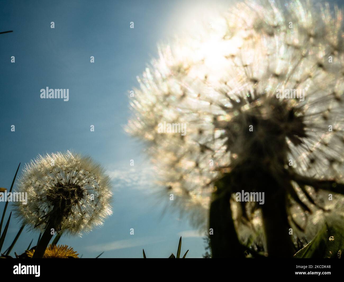 A view of two dandelions, during the Spring temperatures in The ...
