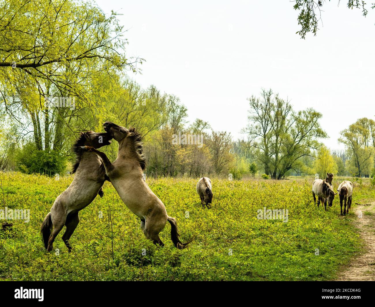 Two young savage horses are fighting, during the Spring temperatures in ...