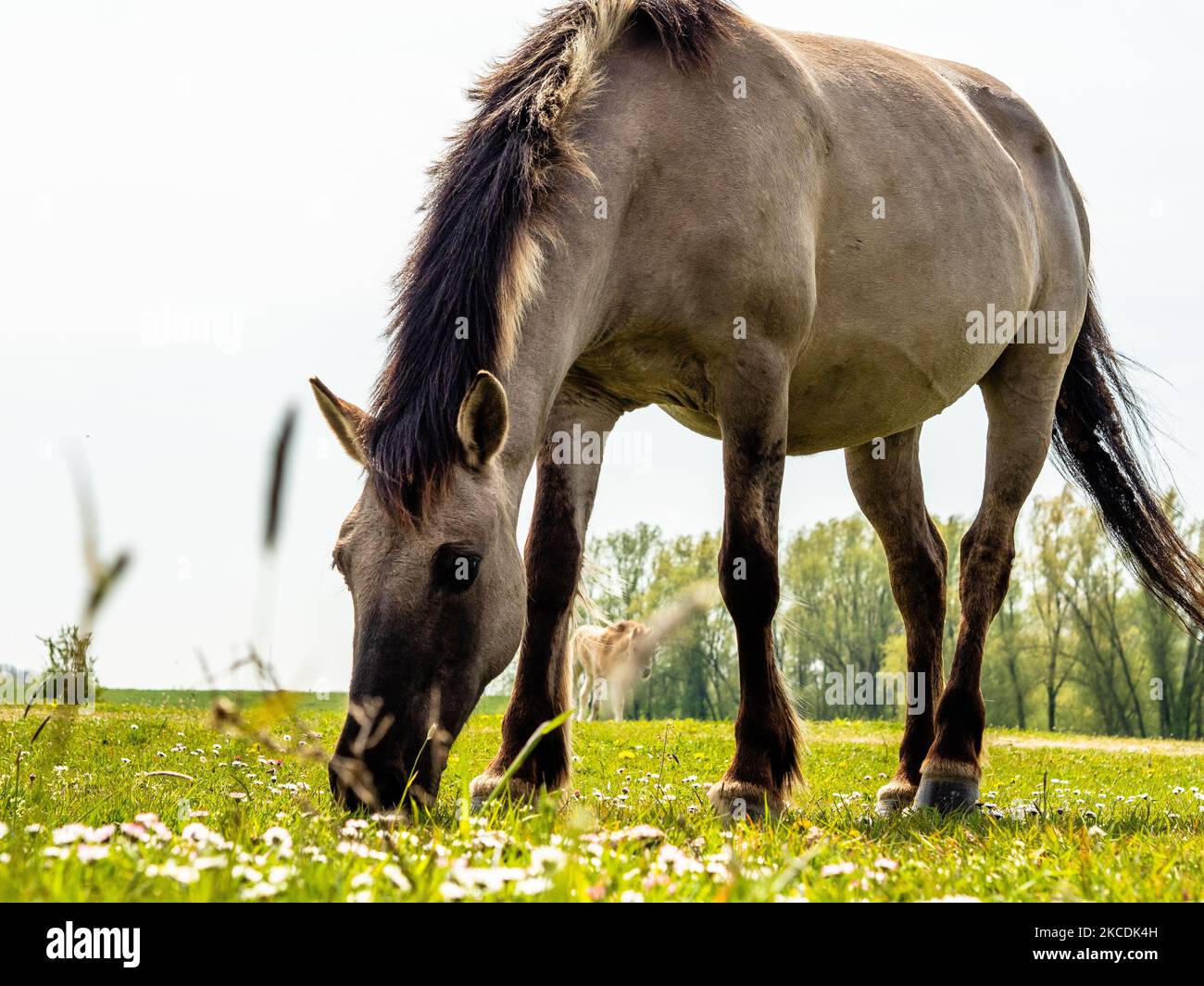 A savage horse is eating grass, during the Spring temperatures in The ...