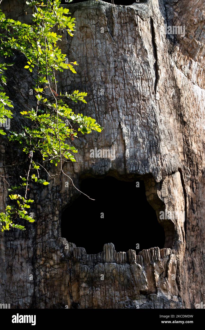 Big hollow tree hi-res stock photography and images - Alamy