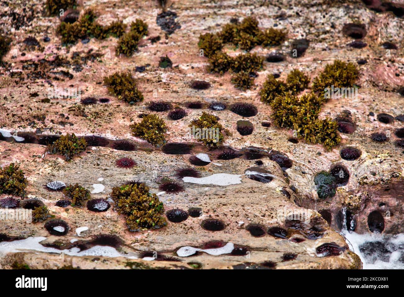 Rock Boring Urchins (Burrowing Sea Urchins) in the South Pacific Sea in ...