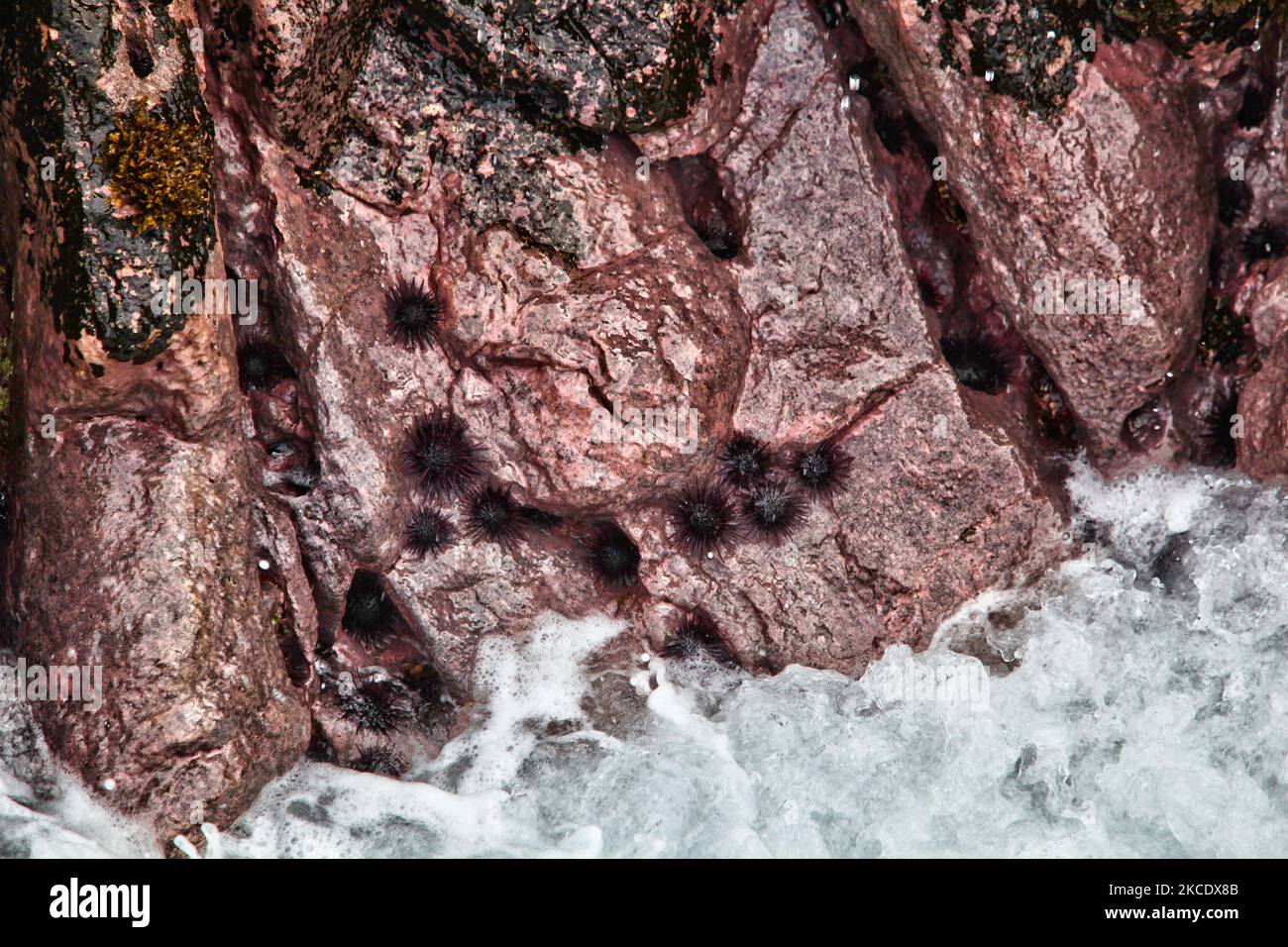 Rock boring urchins hi-res stock photography and images - Alamy