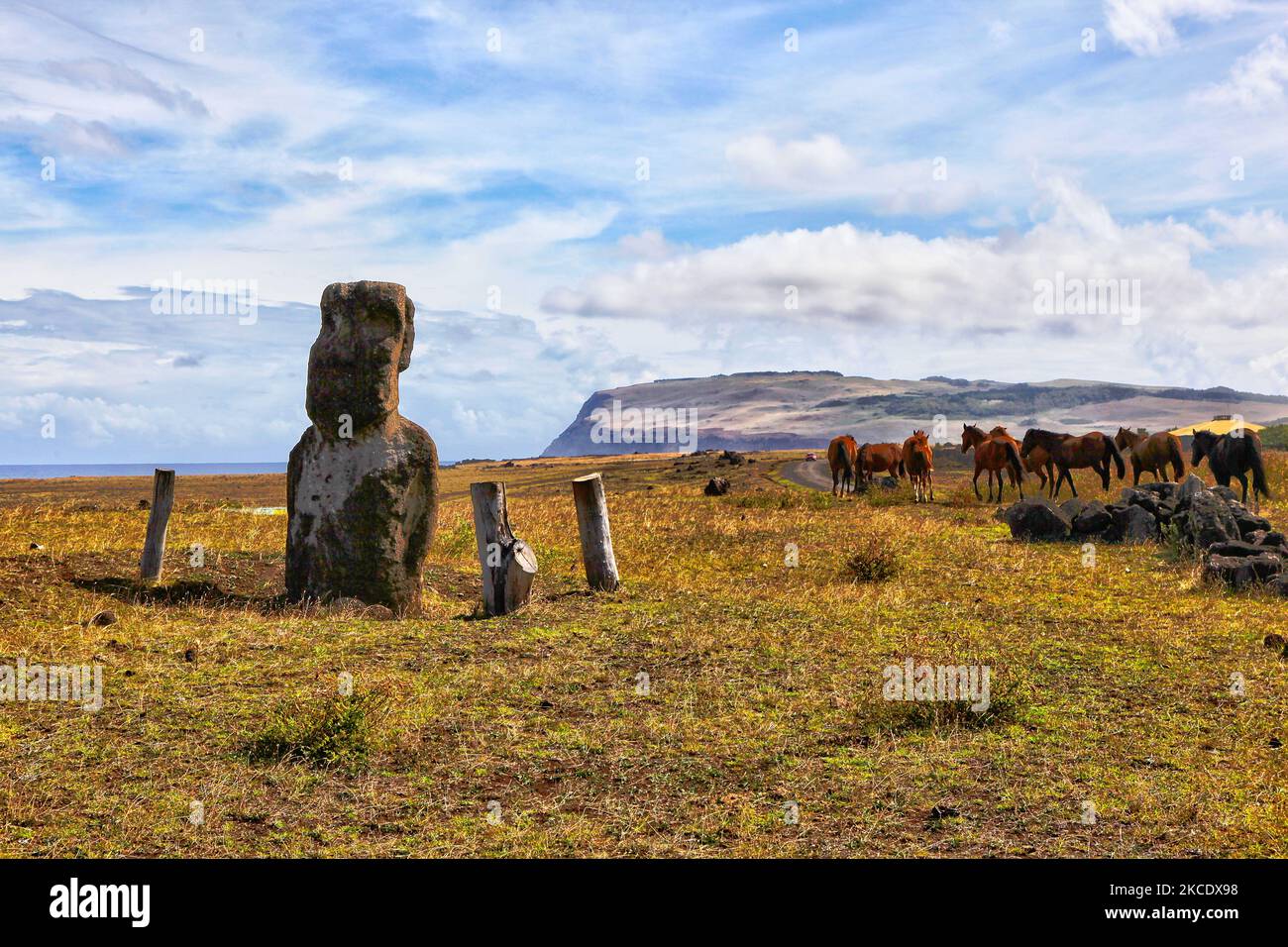 Horses walk by a Moai statue in Easter Island, Chile. (Photo by ...