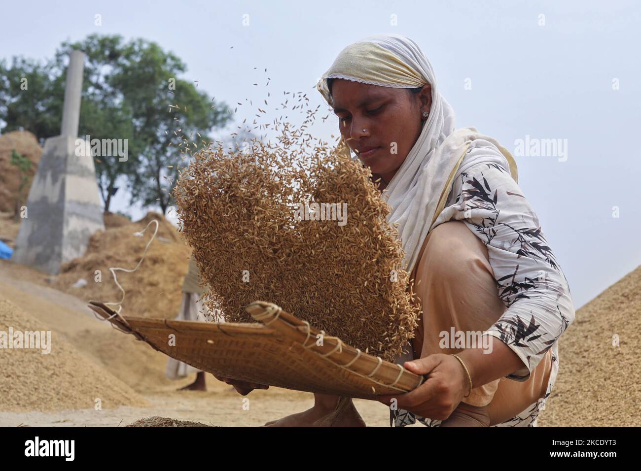 A woman processes paddy rice which harvested rice from paddy field ...