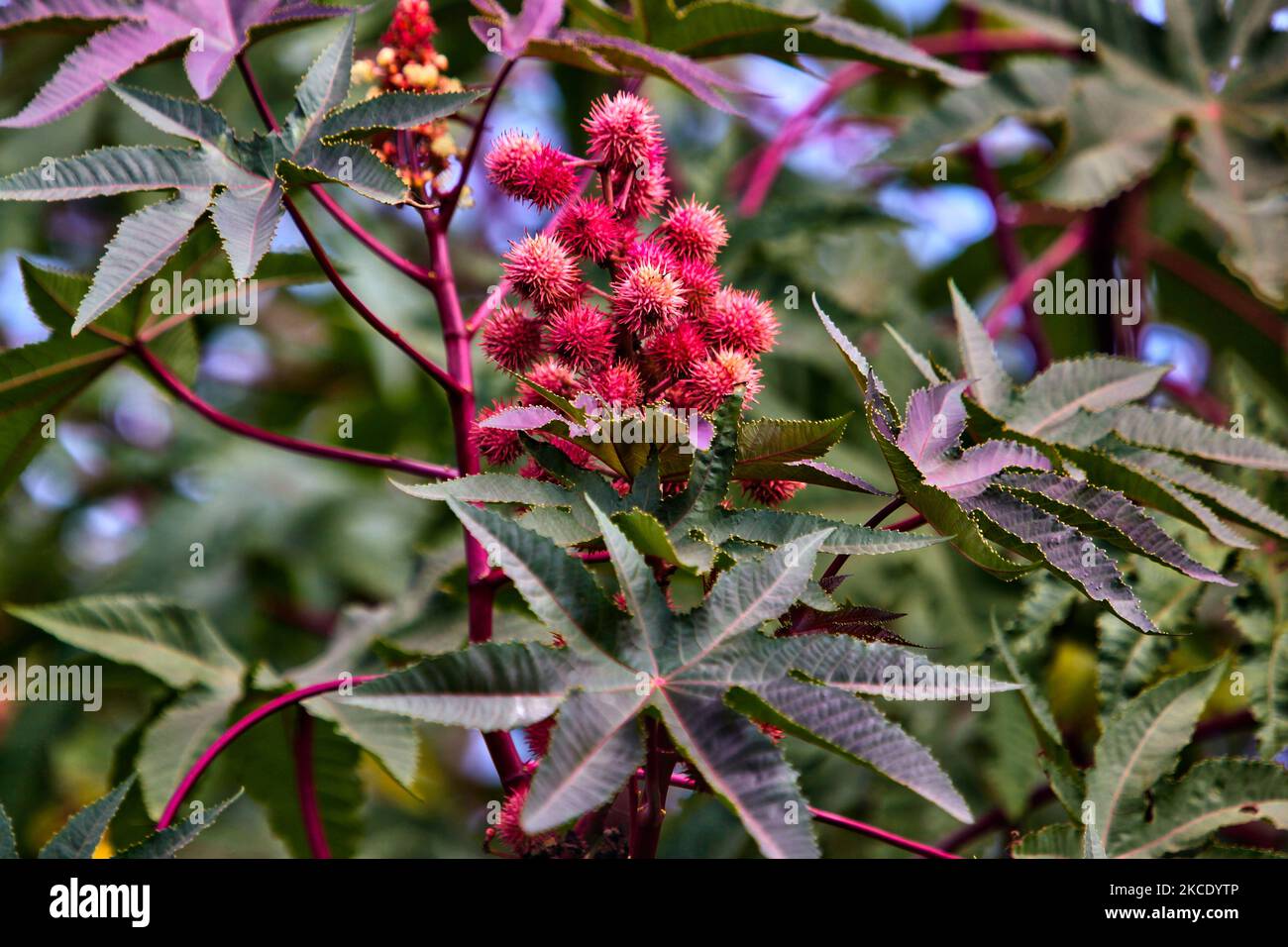 Red Castor Bean pods on a castor oil plant (Ricinus communis) in Easter ...