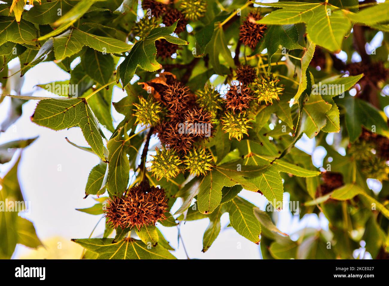 Spiky seed pods on an sweet gum (Liquidambar styraciflua) tree in ...