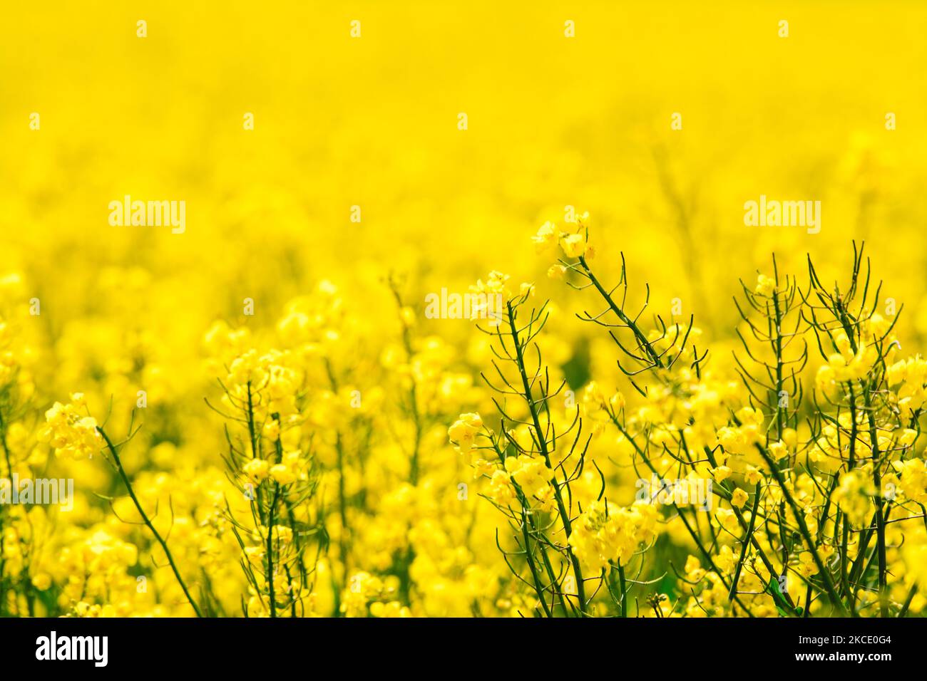 Rapeseed blooms in a field in Cologne, Germany on May 4, 2021 (Photo by ...
