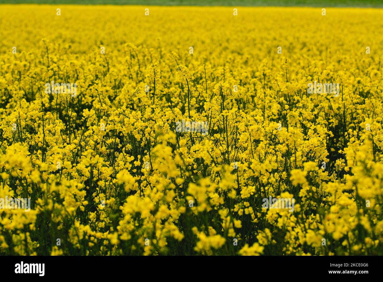 Rapeseed blooms in a field in Cologne, Germany on May 4, 2021 (Photo by ...