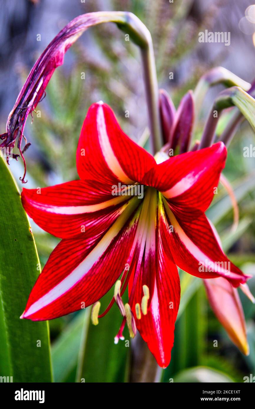 Red and white striped lily flower growing in the small town of Hanga ...