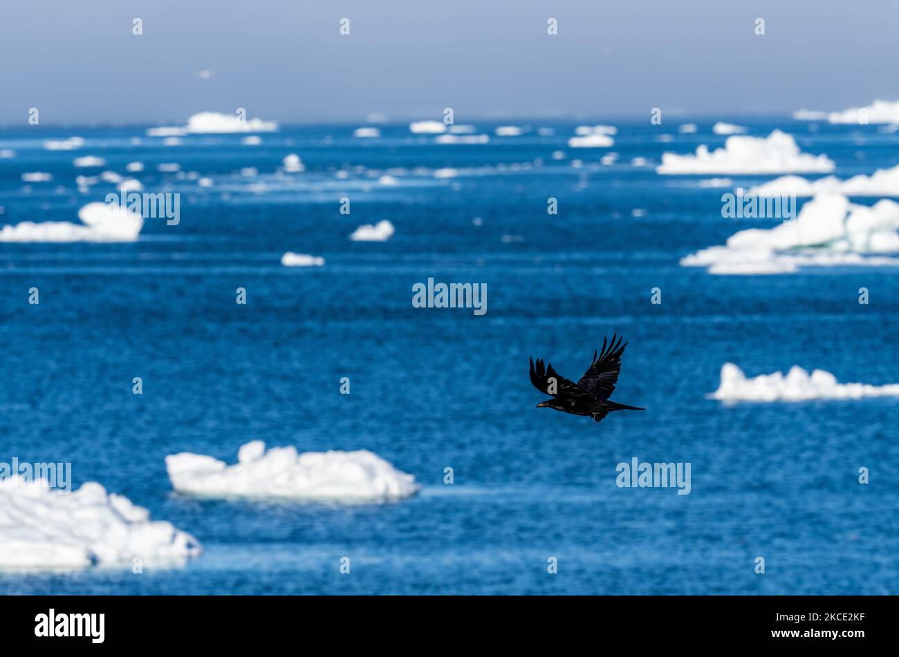 Icebergs near Ilulissat, Greenland. Climate change is having a profound ...