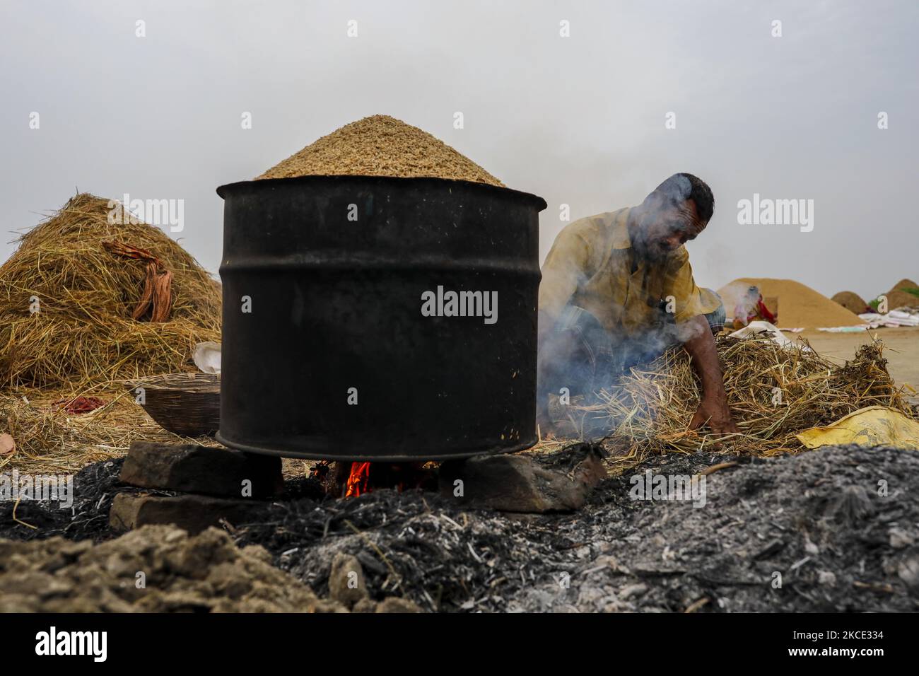 During Pandemic farmer processes paddy rice which harvested rice from ...