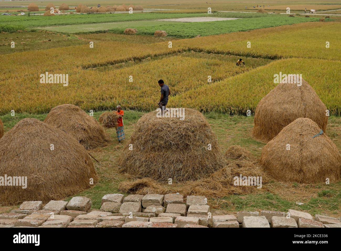 During Pandemic farmer processes paddy rice which harvested rice from ...